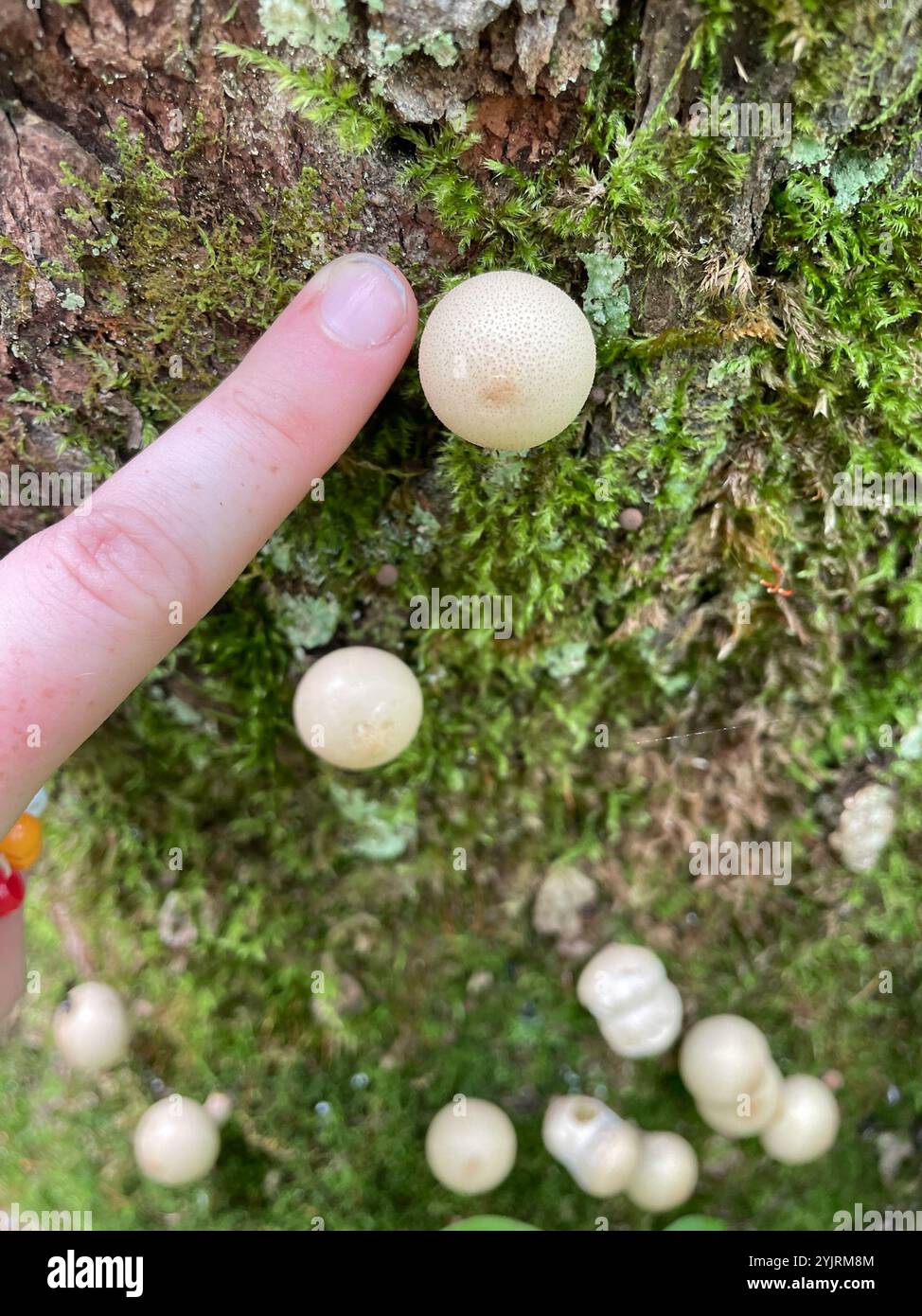 Pear-shaped Puffball (Apioperdon pyriforme Stock Photo - Alamy