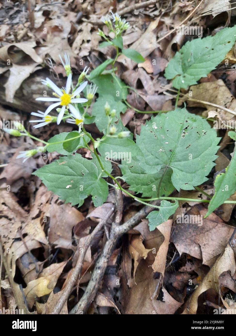 wood asters (Eurybia Stock Photo - Alamy