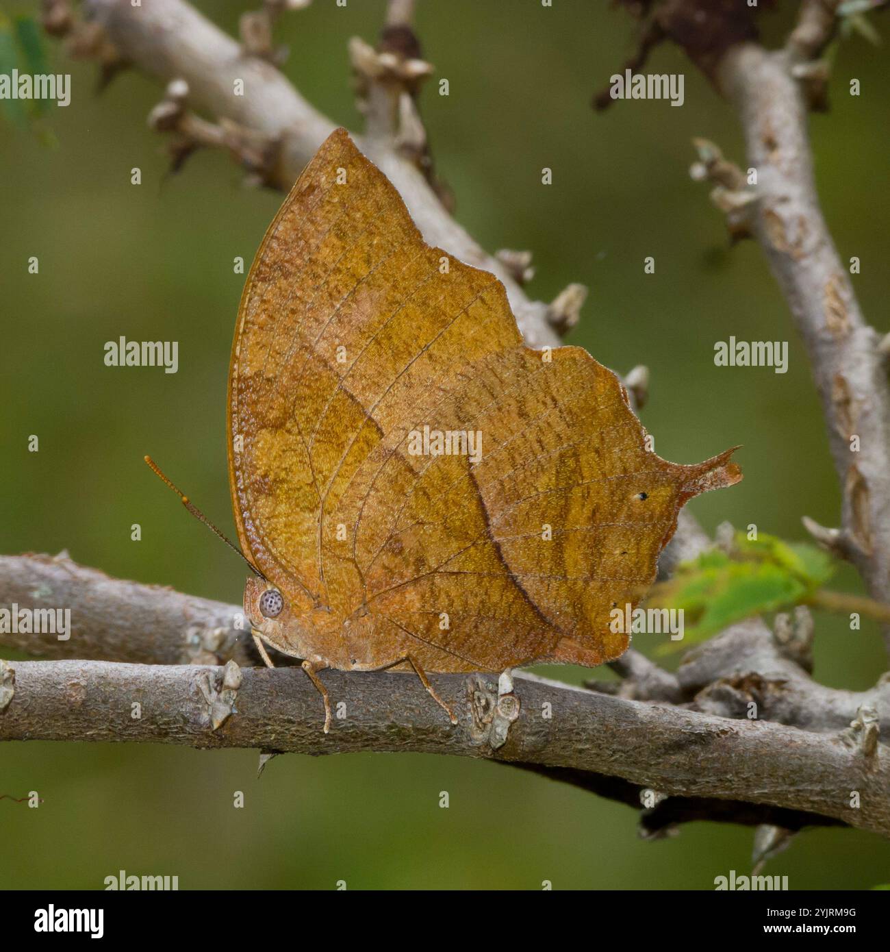 Angled Leafwing (Fountainea glycerium Stock Photo - Alamy
