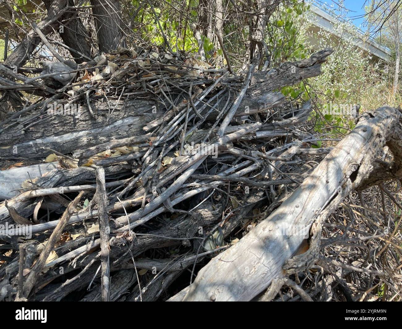 Dusky-footed Woodrat (Neotoma fuscipes Stock Photo - Alamy