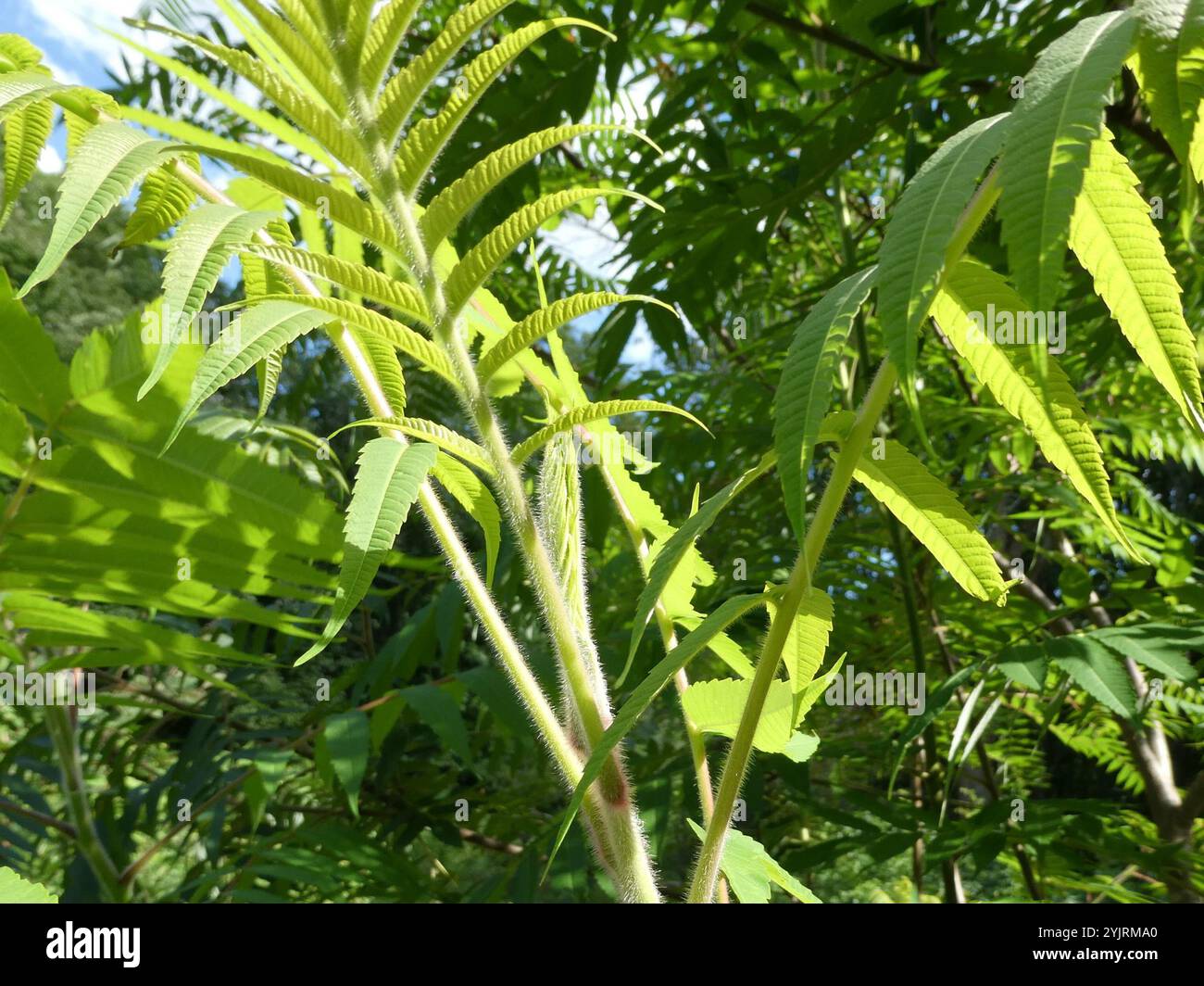 Sumac Gall Aphid (Melaphis rhois Stock Photo - Alamy