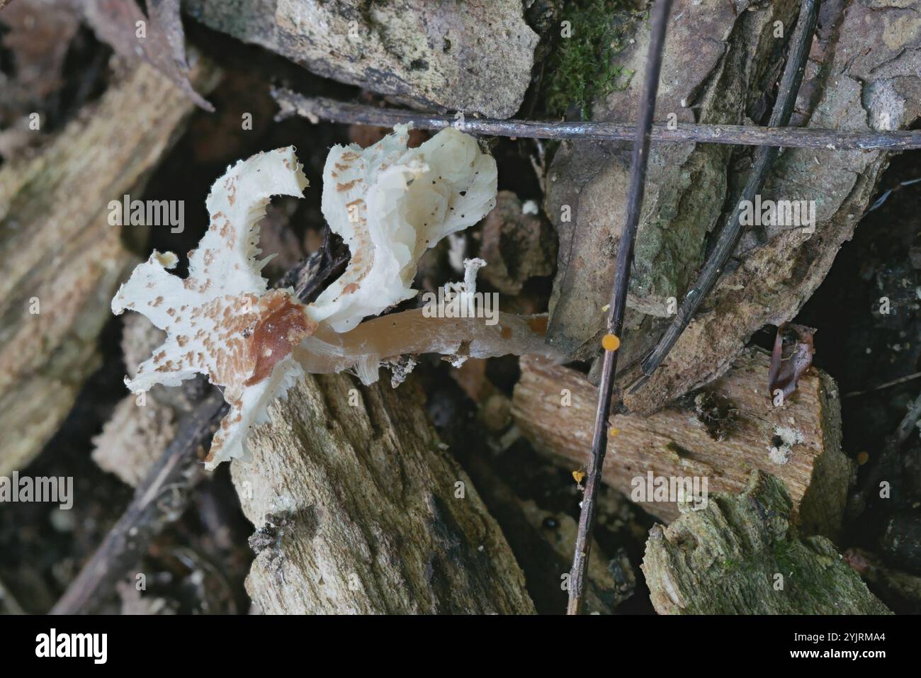 Stinking dapperling lepiota cristata hi-res stock photography and ...