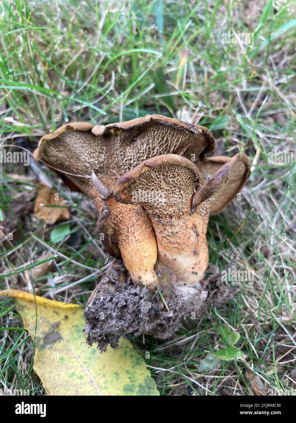ash-tree bolete (Boletinellus merulioides Stock Photo - Alamy