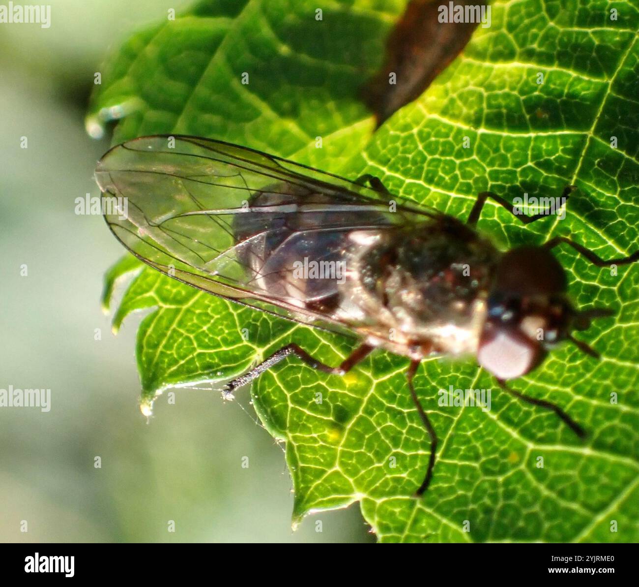 Typical Hover Flies (Syrphinae Stock Photo - Alamy
