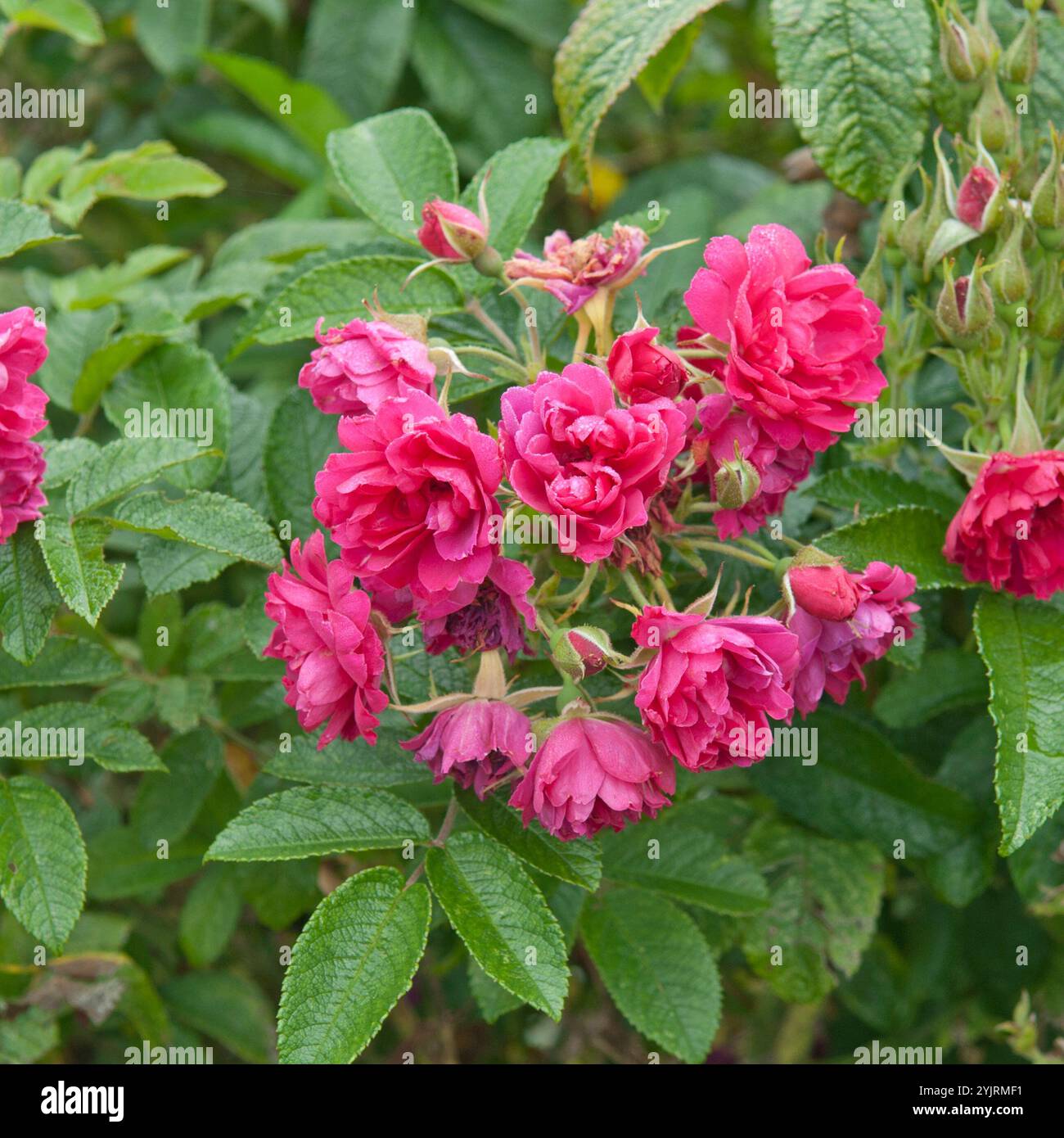 Rote Strauchrose Rosa F.J. Grootendorst, Red shrub rose Rosa F. J ...