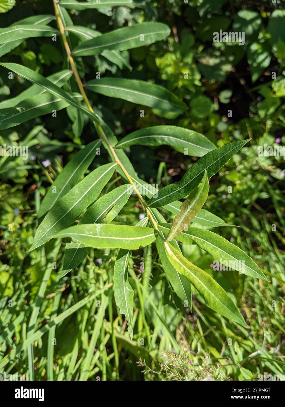 Purple Willow (Salix purpurea Stock Photo - Alamy