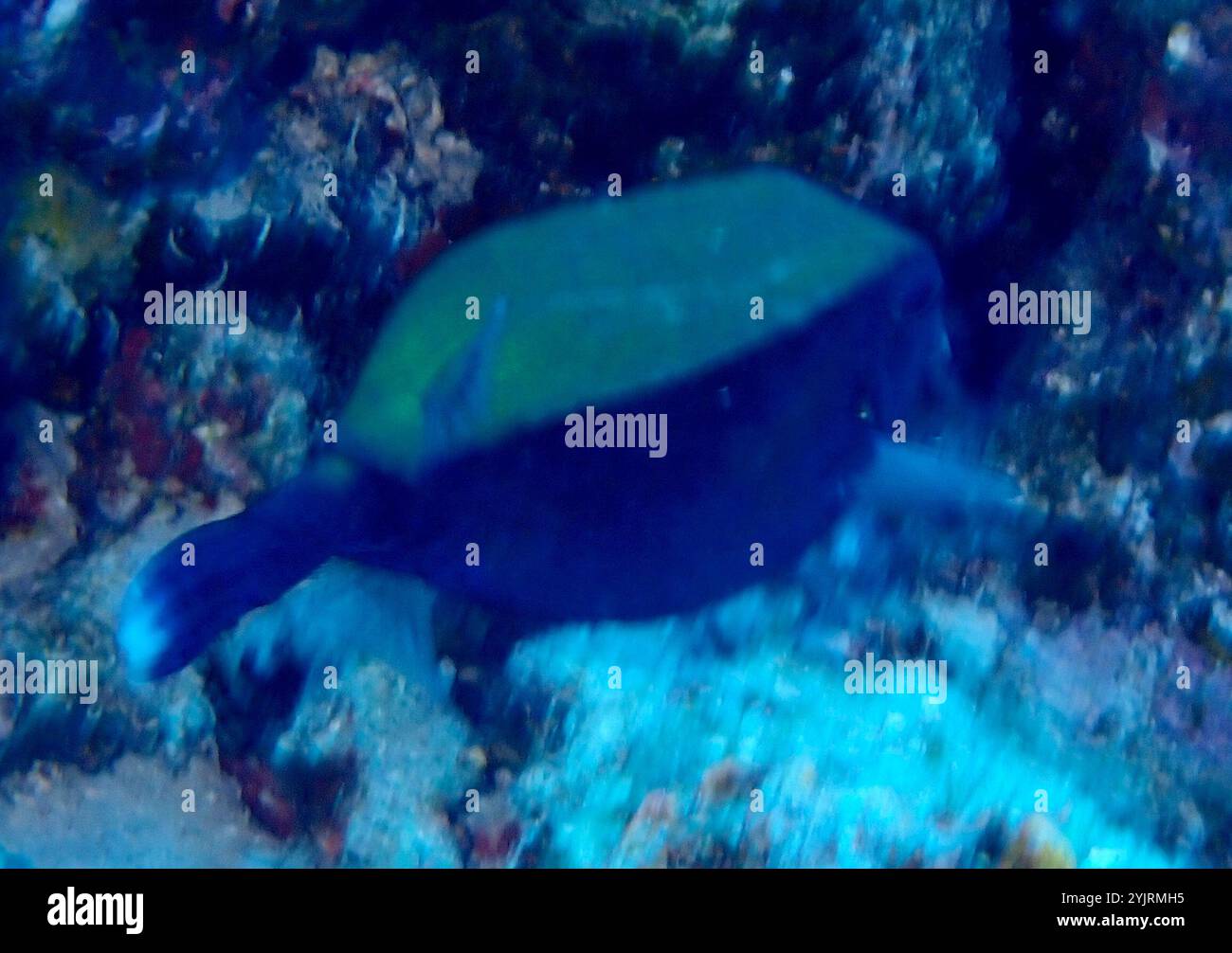 Bluetail Boxfish (Ostracion cyanurus Stock Photo - Alamy