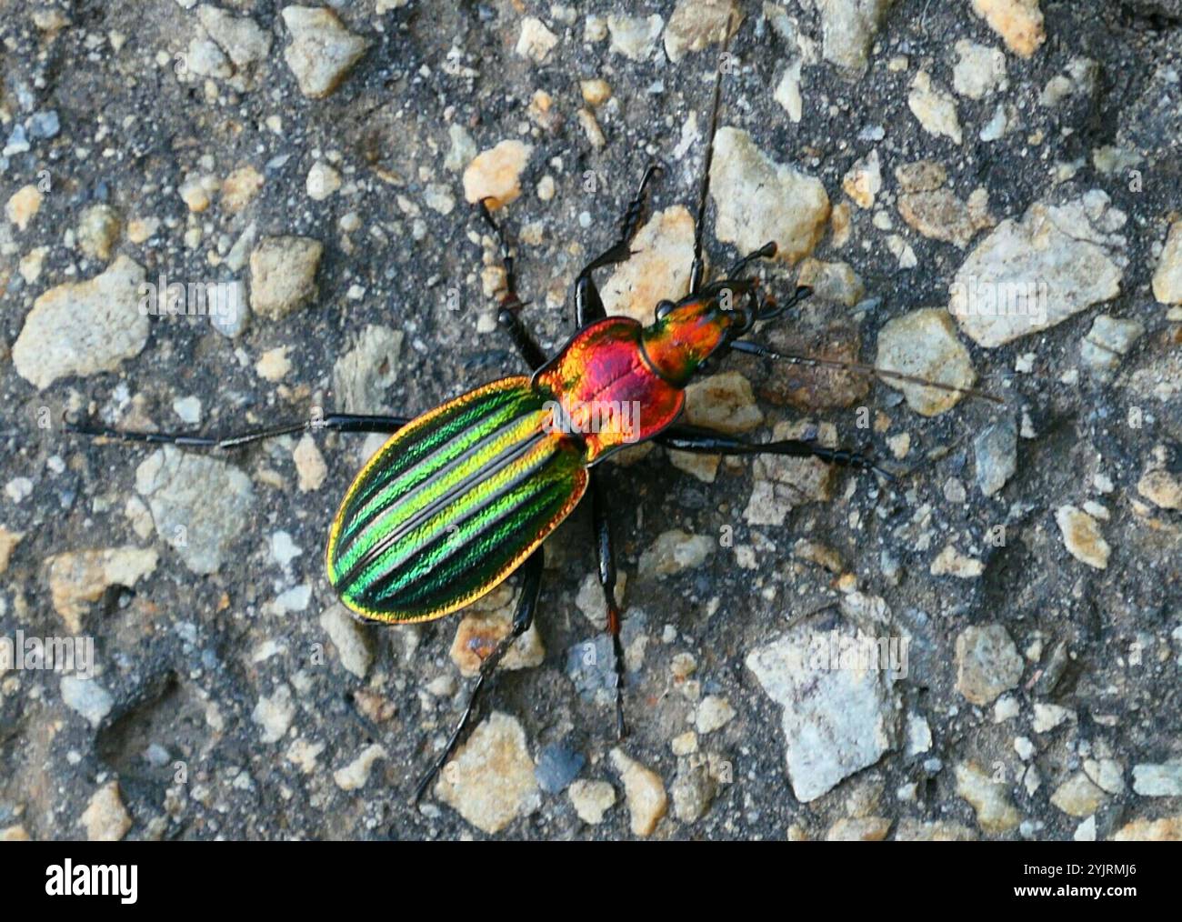 (Carabus lineatus lateralis Stock Photo - Alamy