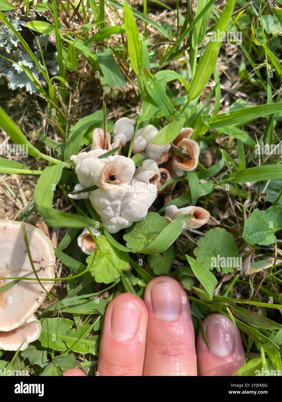 Blushing Rosette (Abortiporus biennis Stock Photo - Alamy