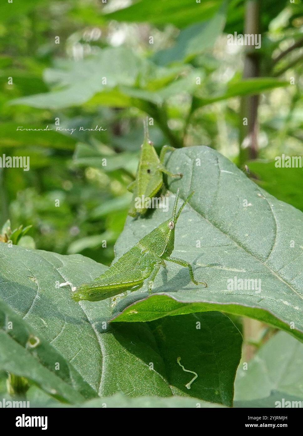 Gaudy Grasshoppers (Pyrgomorphidae Stock Photo - Alamy