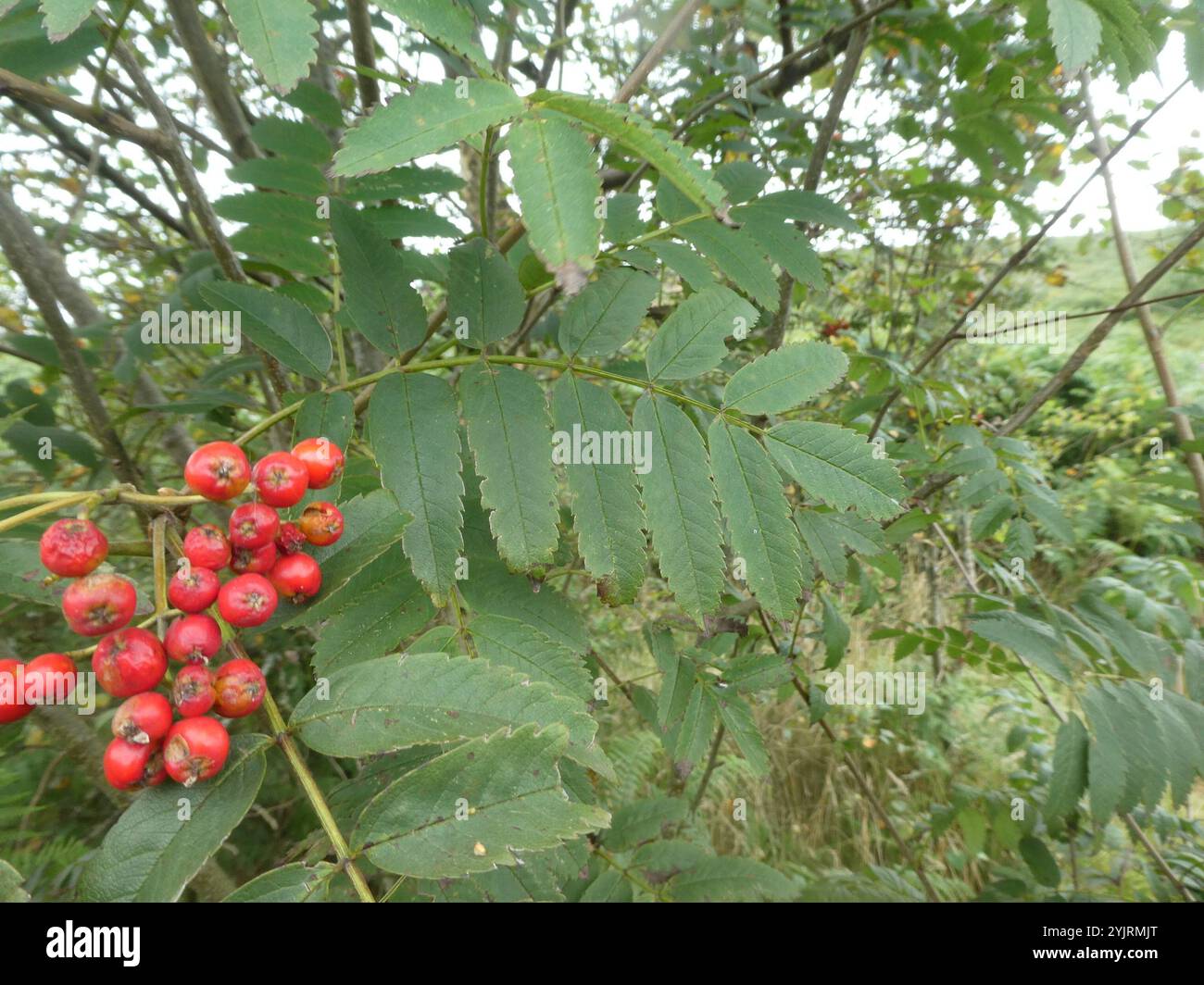 European mountain ash (Sorbus aucuparia Stock Photo - Alamy