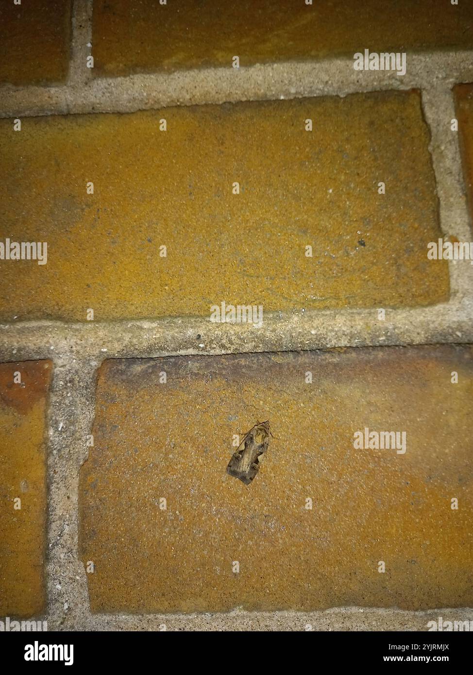 Setaceous Hebrew Character (Xestia c-nigrum Stock Photo - Alamy