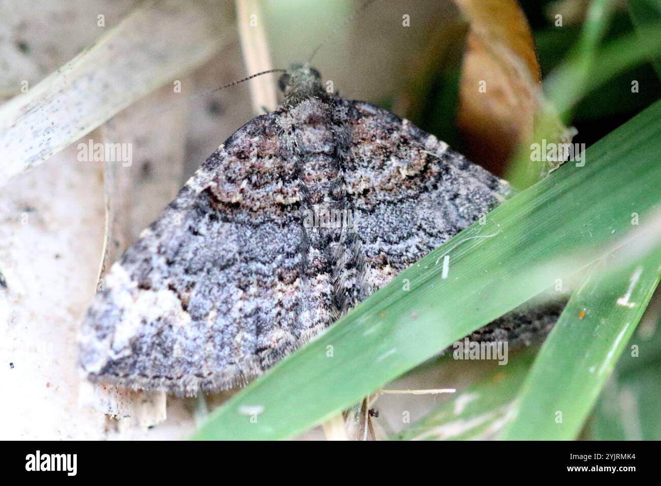 Clover Moth (Epyaxa sodaliata Stock Photo - Alamy