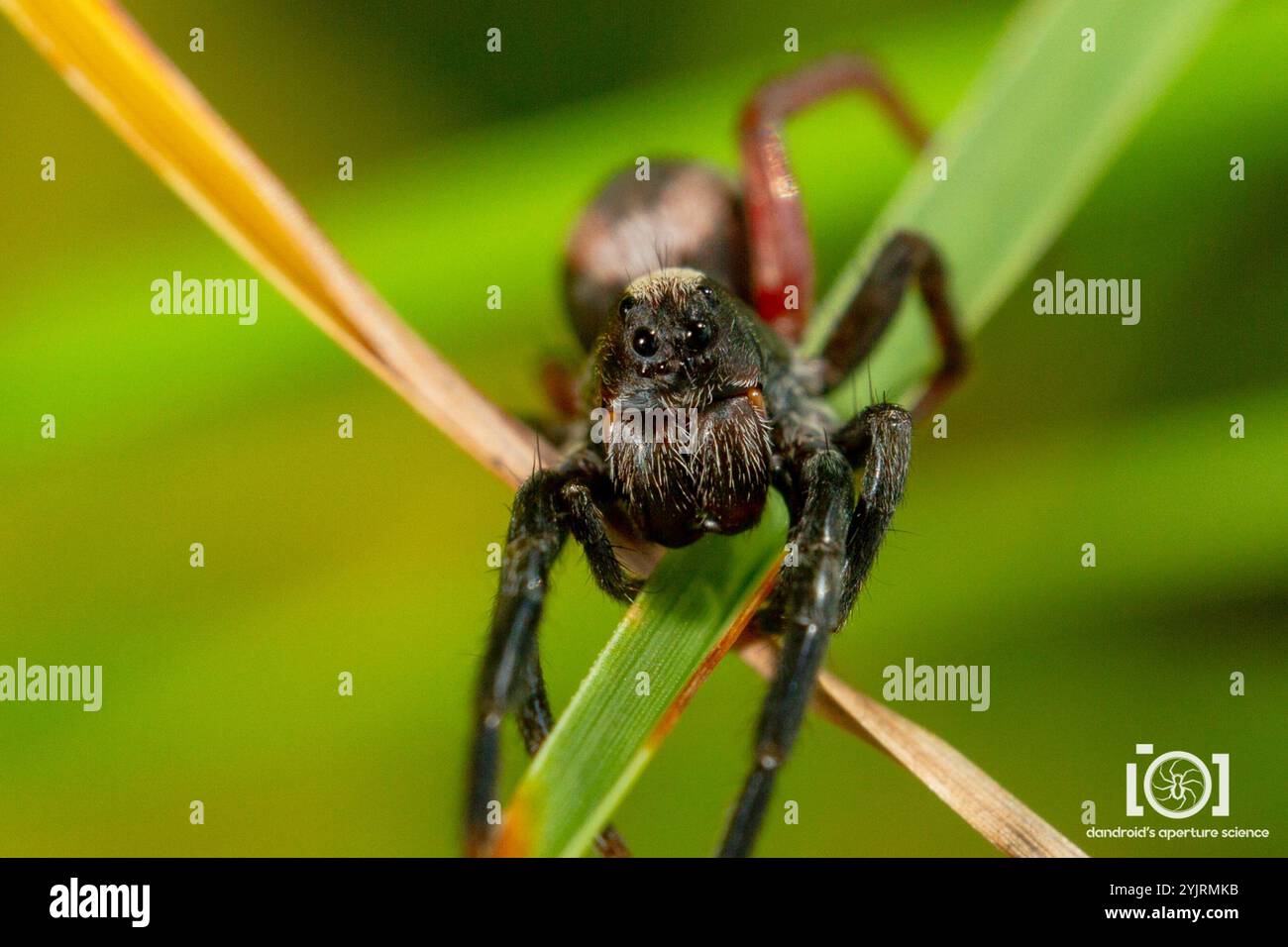 Burrowing Wolf Spiders (Geolycosa Stock Photo - Alamy