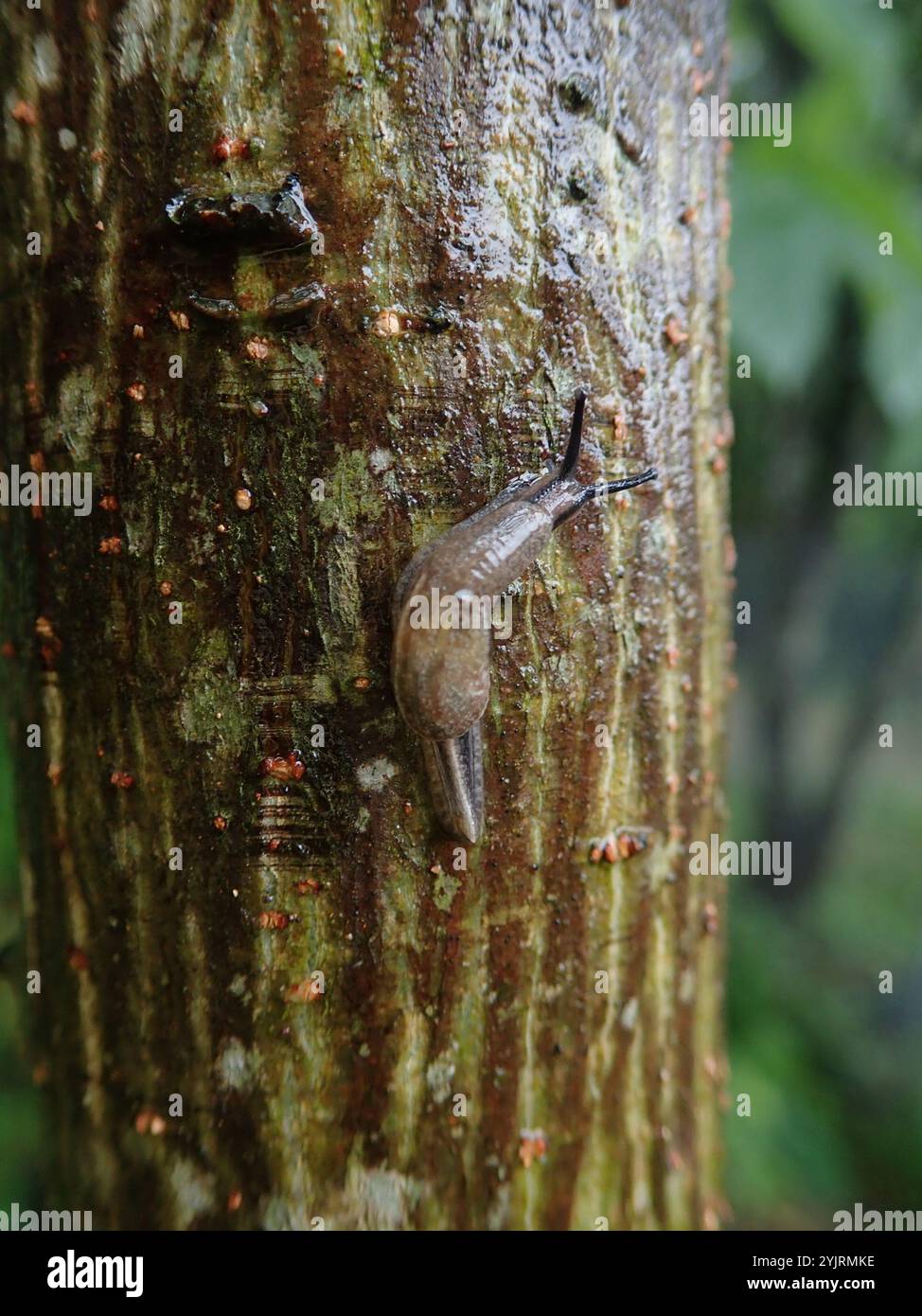 Yellow-shelled semi-slug (Parmarion martensi Stock Photo - Alamy