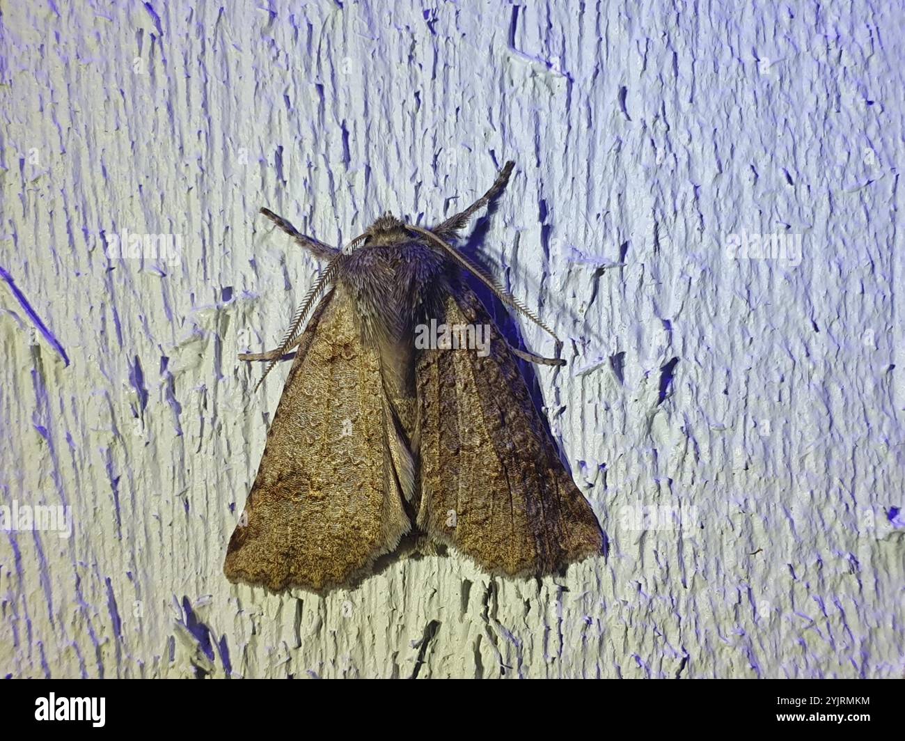 Forest Semilooper (Declana floccosa Stock Photo - Alamy