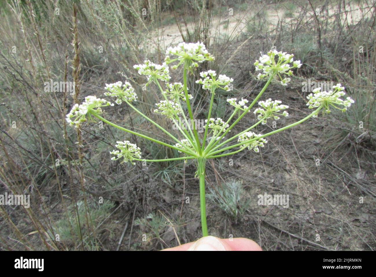 Mountain Parsley (Peucedanum oreoselinum Stock Photo - Alamy