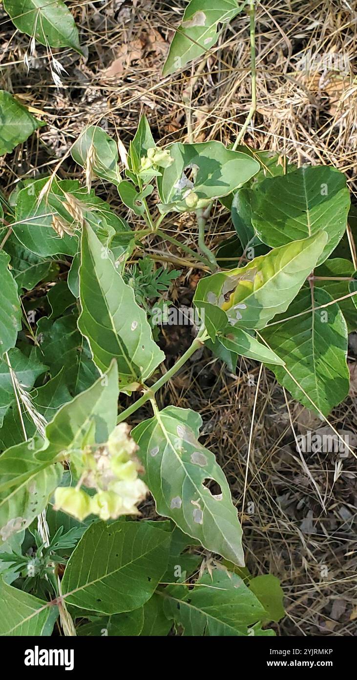 Wild Four o'Clock (Mirabilis nyctaginea Stock Photo - Alamy