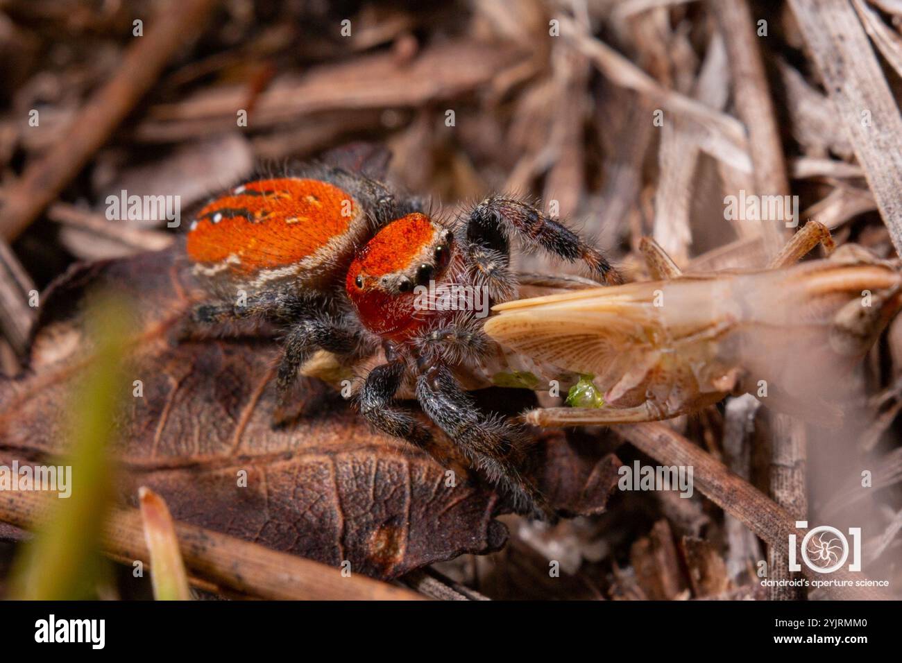 Cardinal Jumping Spider (Phidippus cardinalis Stock Photo - Alamy