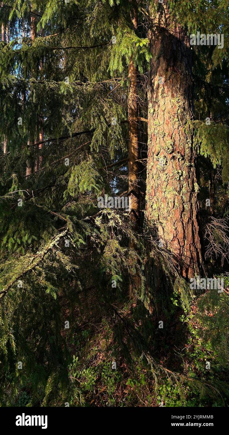 Close up spruce branches in hi-res stock photography and images - Alamy