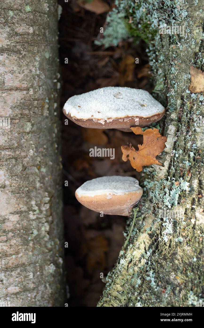 Farnham Common, UK. 15th November, 2024. Bracket fungi grows on a ...