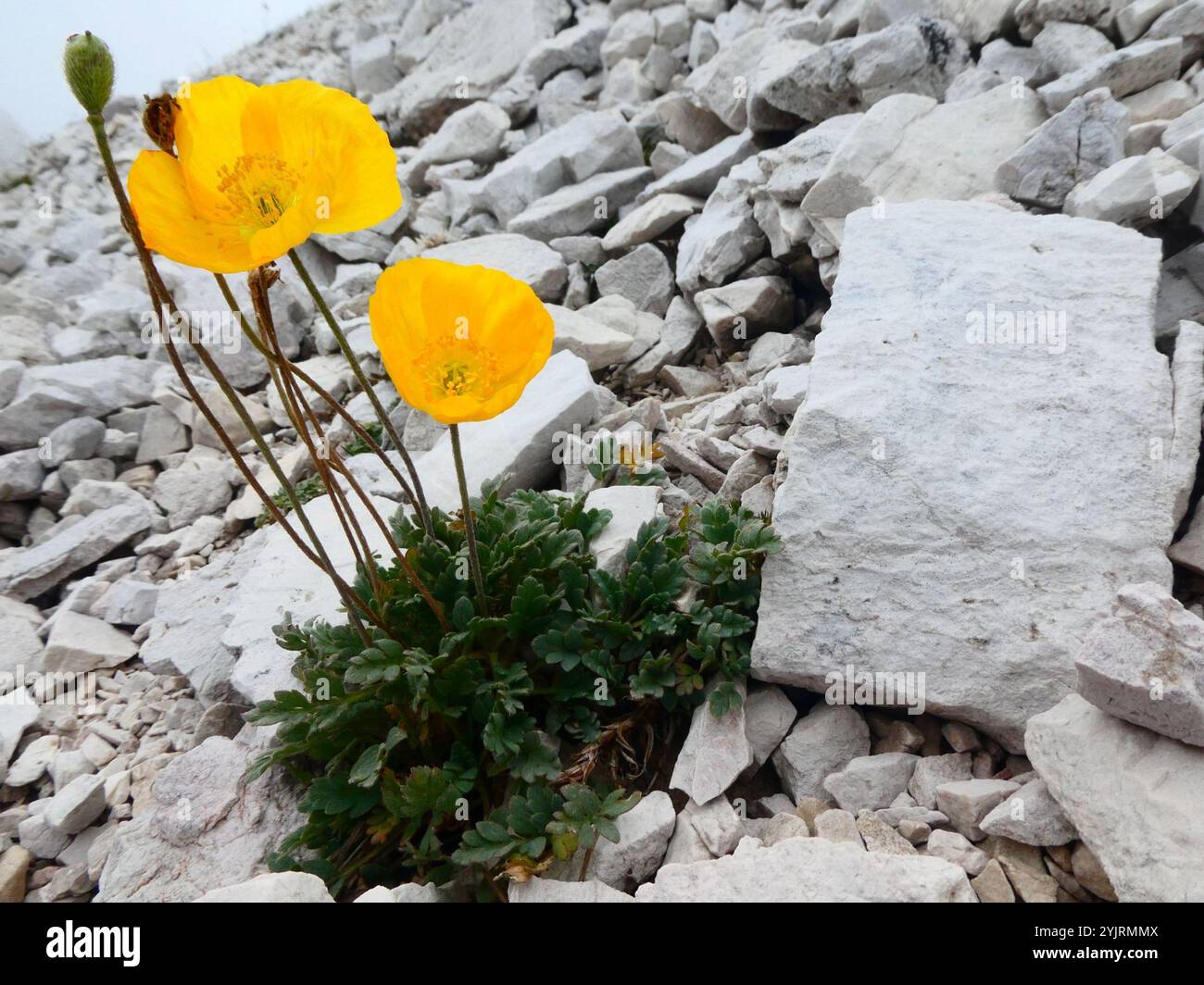 Alpine Poppy (Papaver alpinum Stock Photo - Alamy