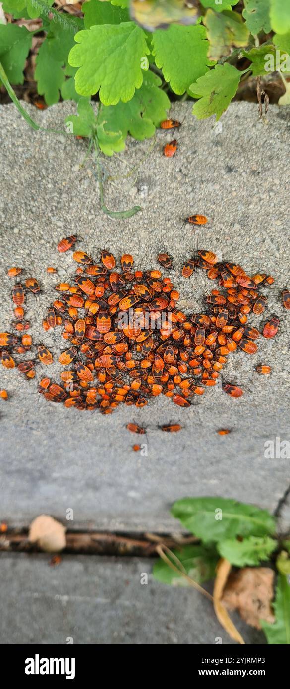 European Firebug (Pyrrhocoris apterus Stock Photo - Alamy