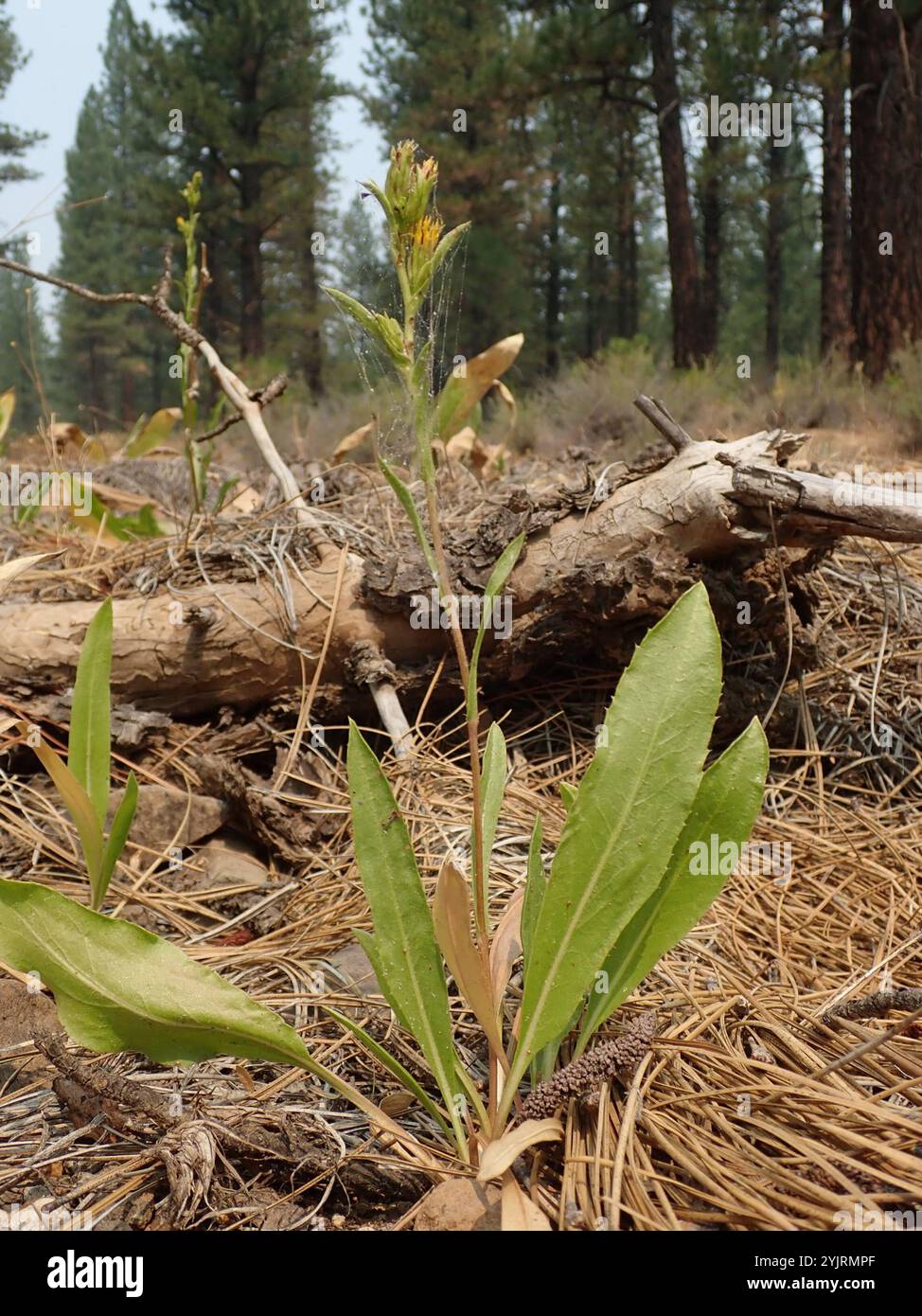 sticky pyrrocoma (Pyrrocoma lucida Stock Photo - Alamy