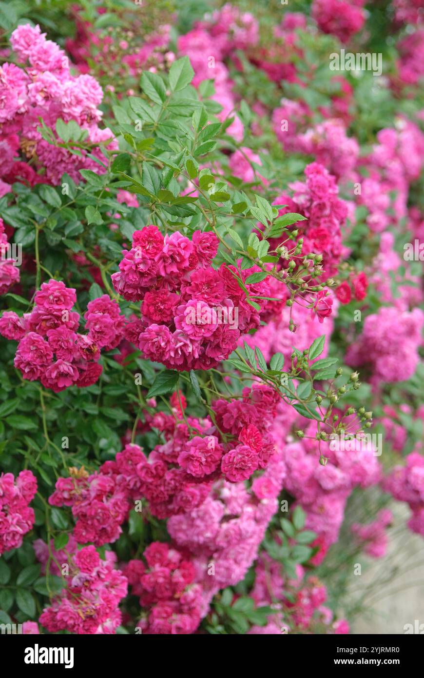 Ramblerrose Rosa Super Excelsa, Rambler Rose Rosa Super Excelsa Stock ...