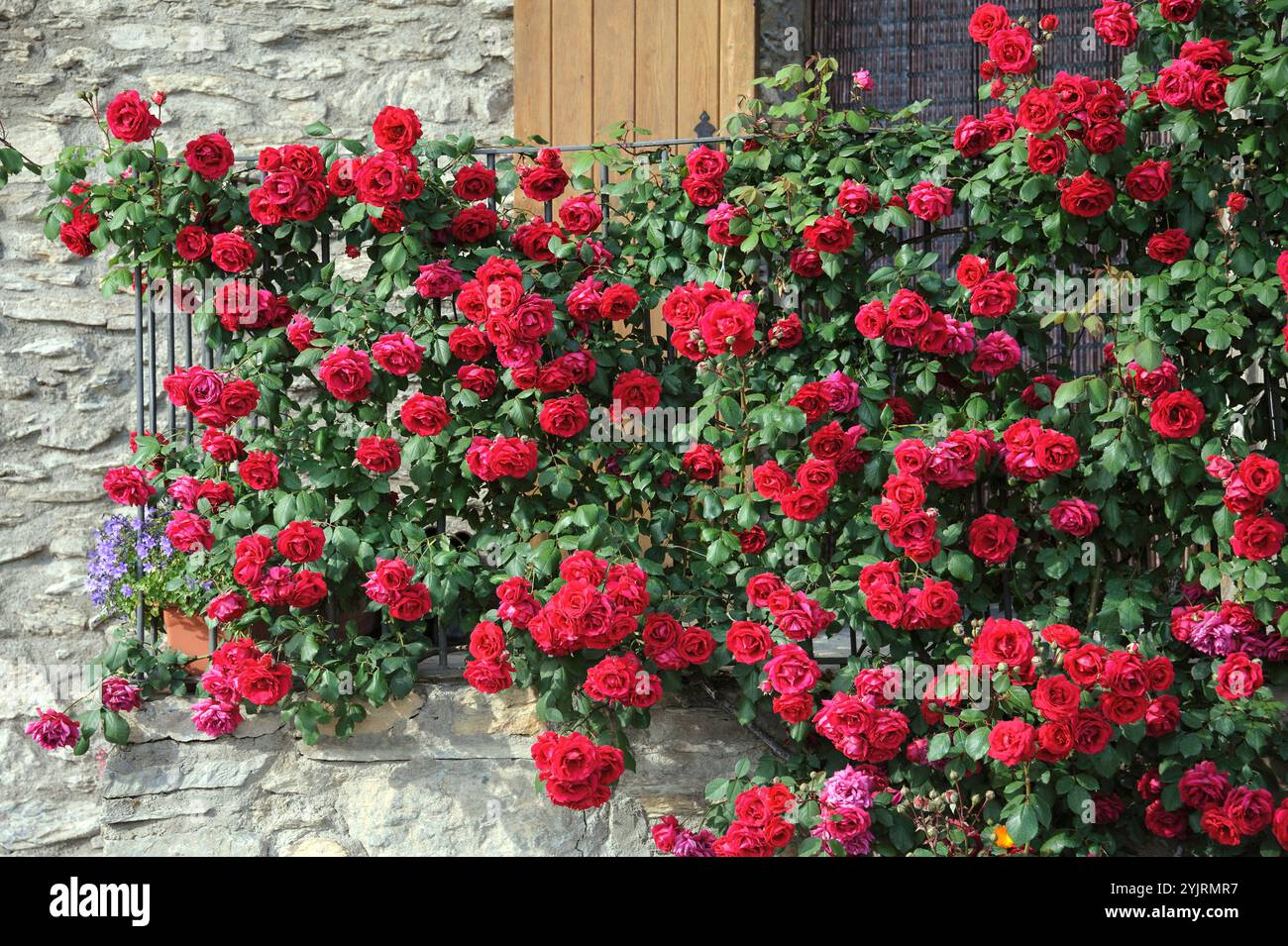 Rote Kletterrose, Kletter-Rose Rosa, Red climbing rose, climbing rose pink Stock Photo - Alamy