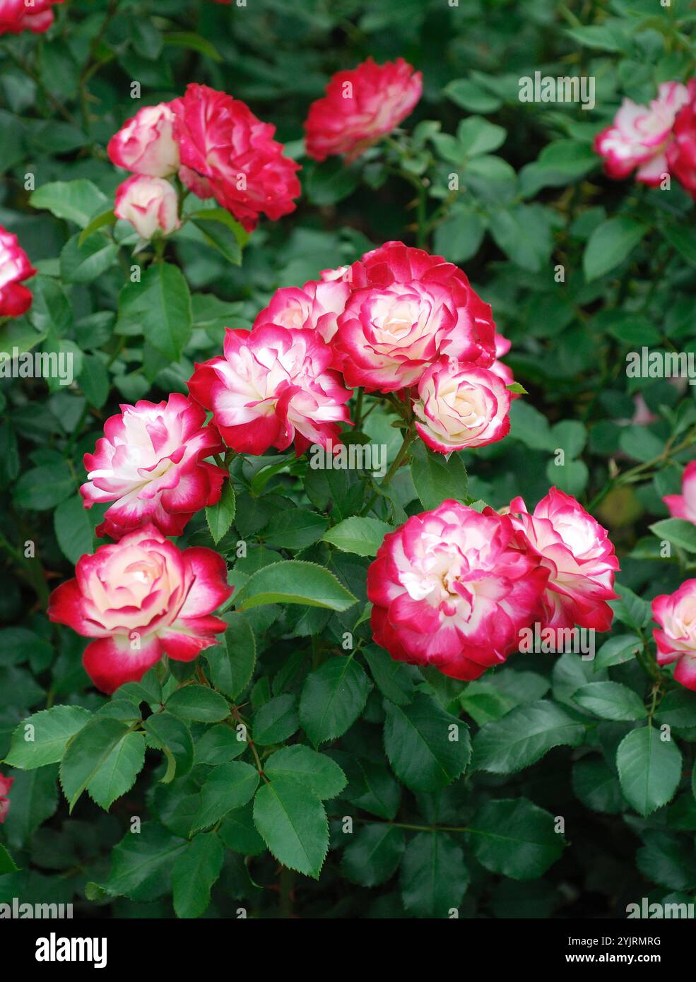 Rosa Jubilee de Prince de Monaco, Pink Jubilee de Prince de Monaco ...