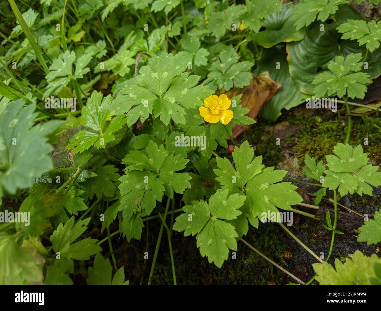 Creeping buttercup (Ranunculus repens Stock Photo - Alamy
