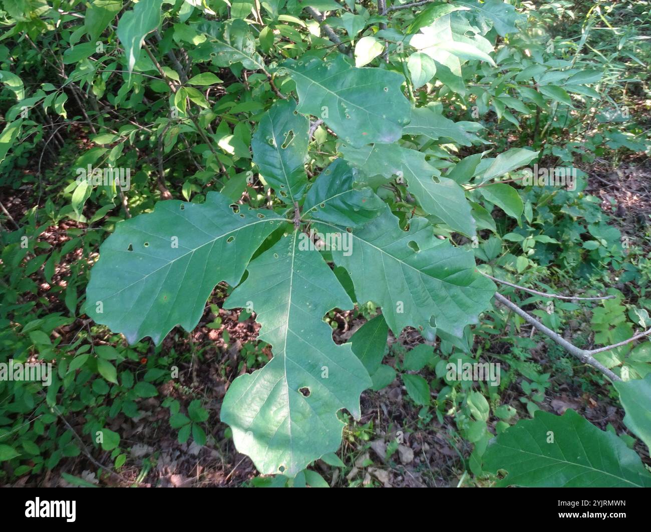 swamp white oak (Quercus bicolor Stock Photo - Alamy