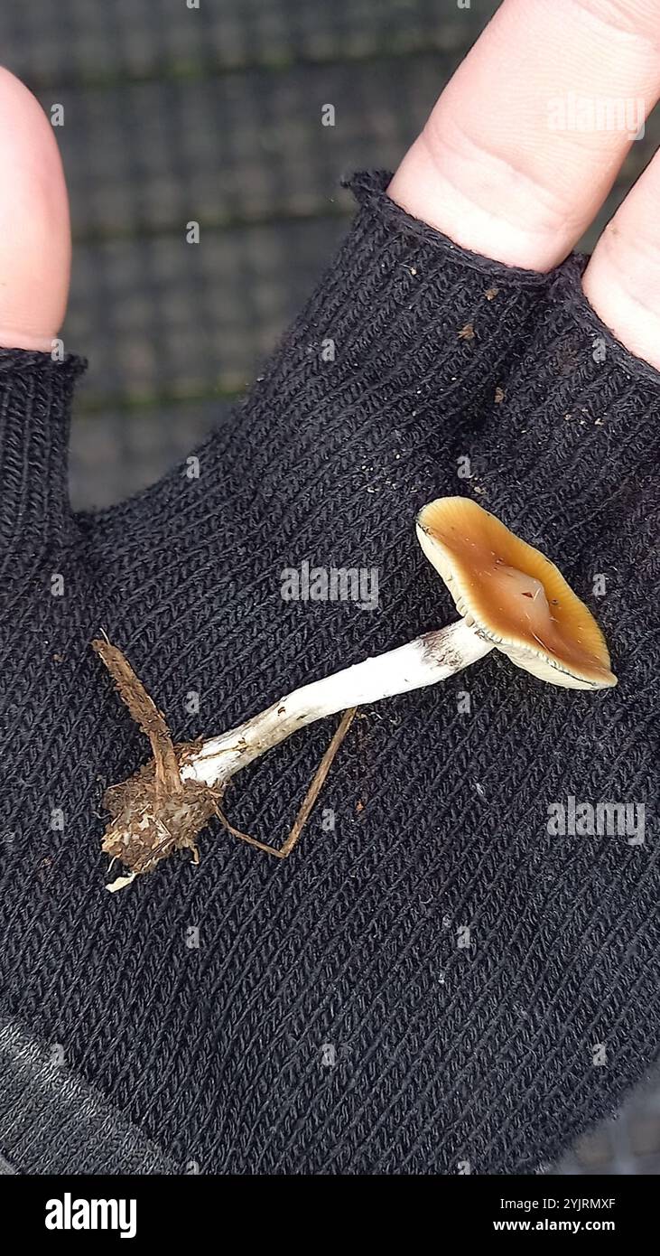 Psilocybe subaeruginosa hi-res stock photography and images - Alamy