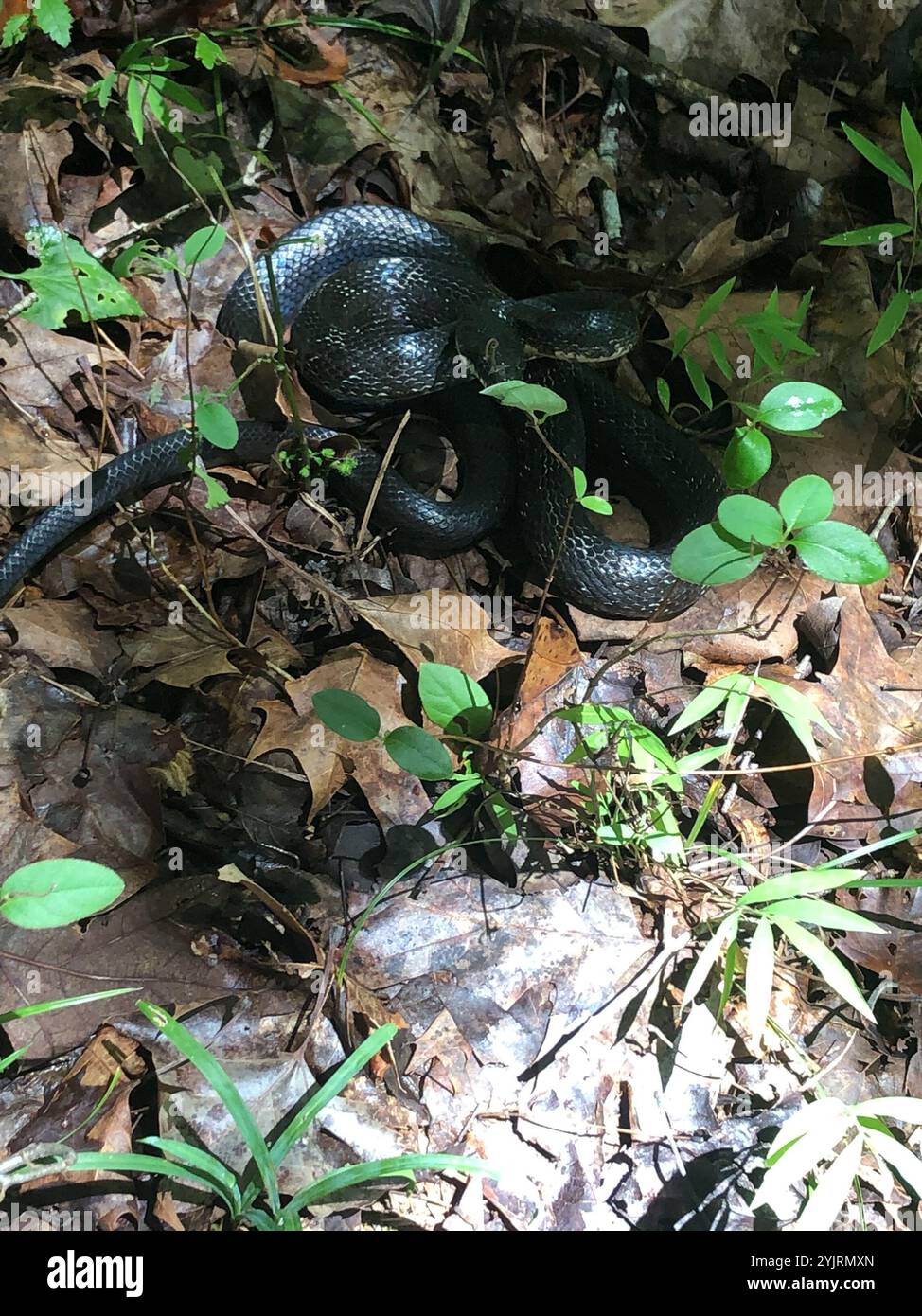 Eastern Ratsnake (Pantherophis alleghaniensis Stock Photo - Alamy