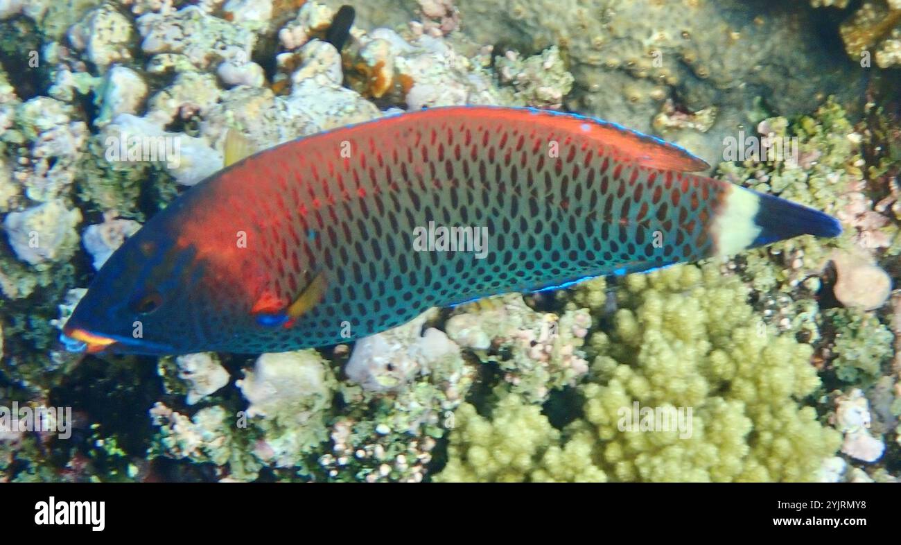 Chiseltooth Wrasse (Pseudodax moluccanus Stock Photo - Alamy