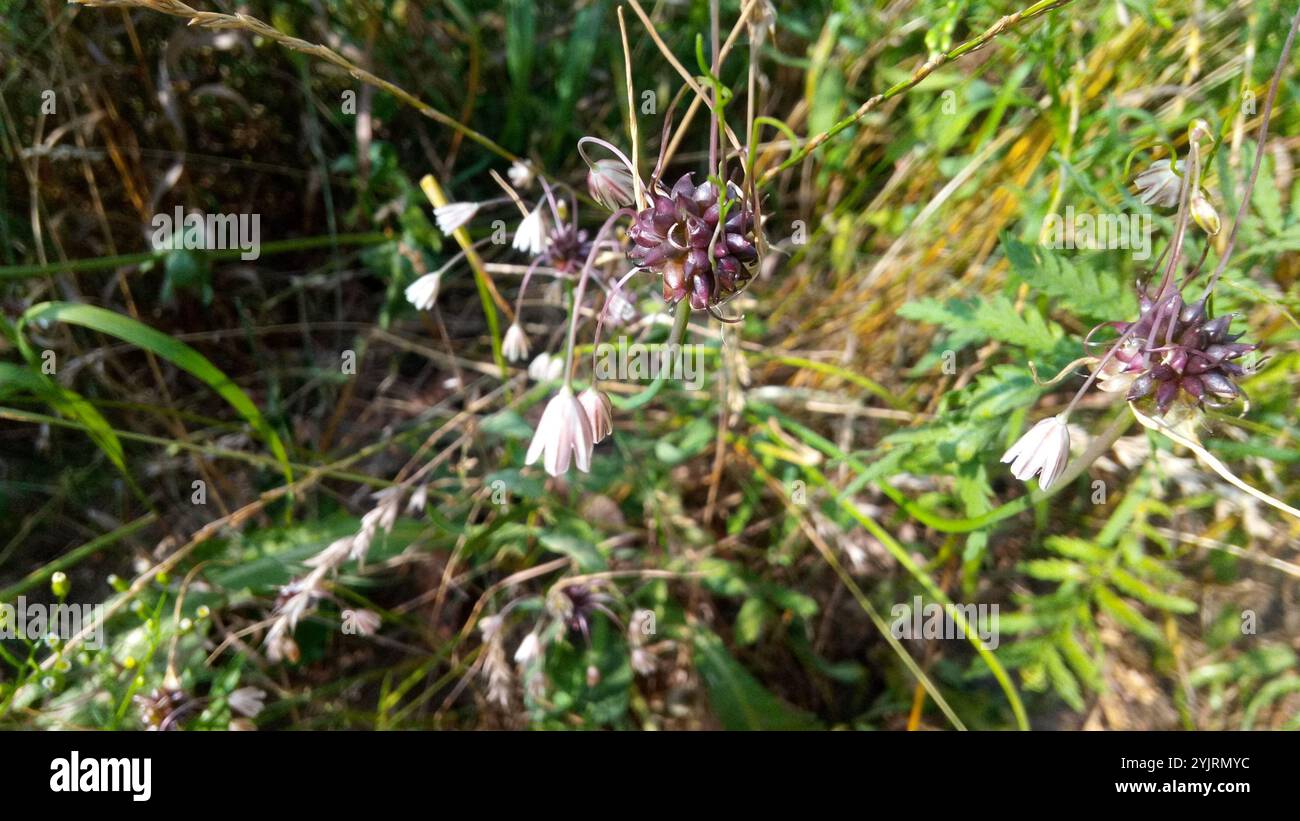 field garlic (Allium oleraceum Stock Photo - Alamy
