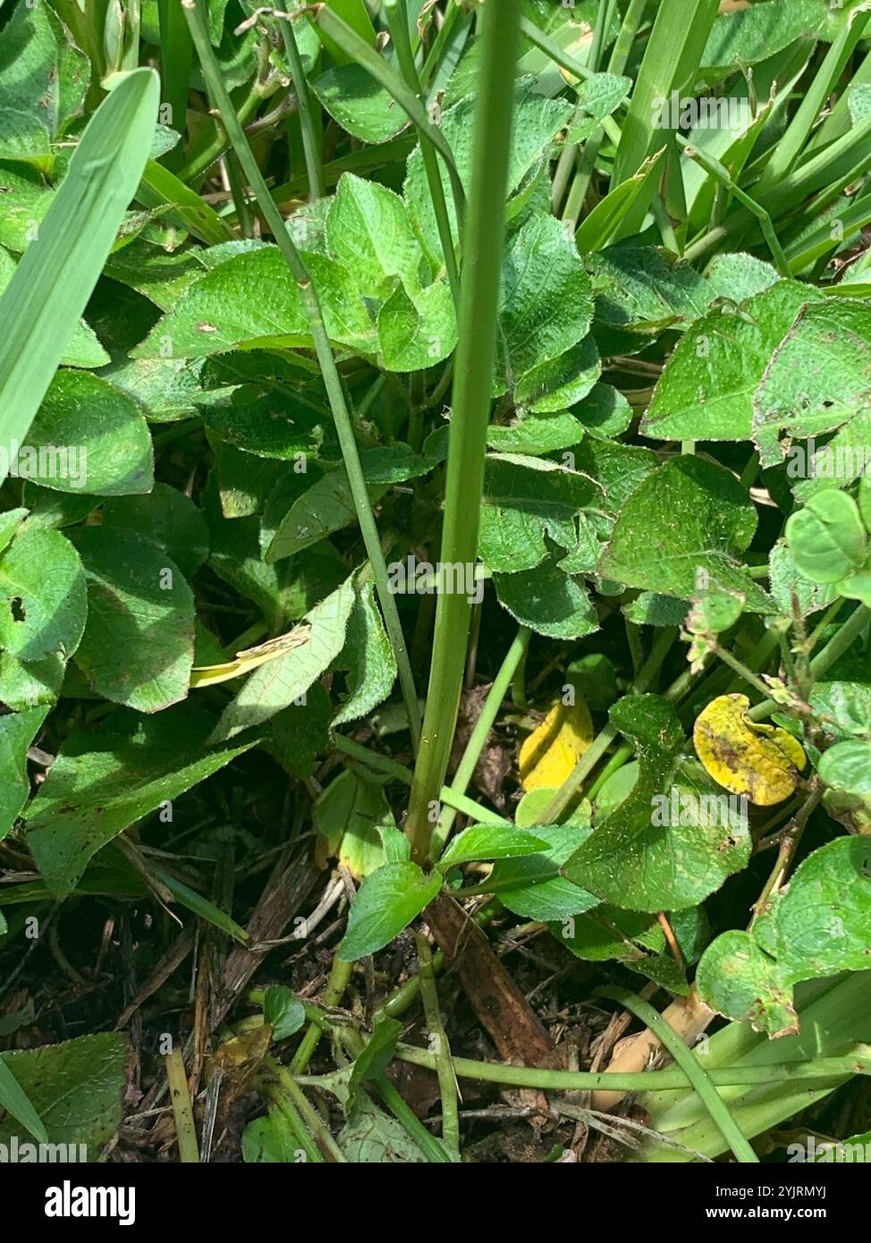 Simpson's zephyr lily (Zephyranthes simpsonii Stock Photo - Alamy