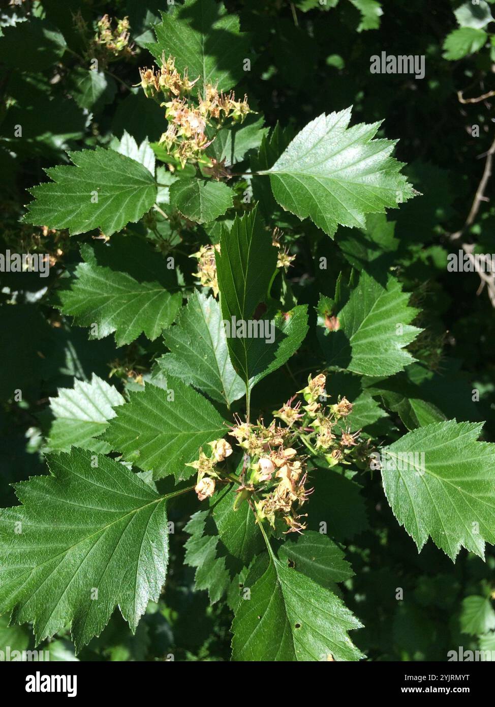 (Crataegus flabellata flabellata Stock Photo - Alamy