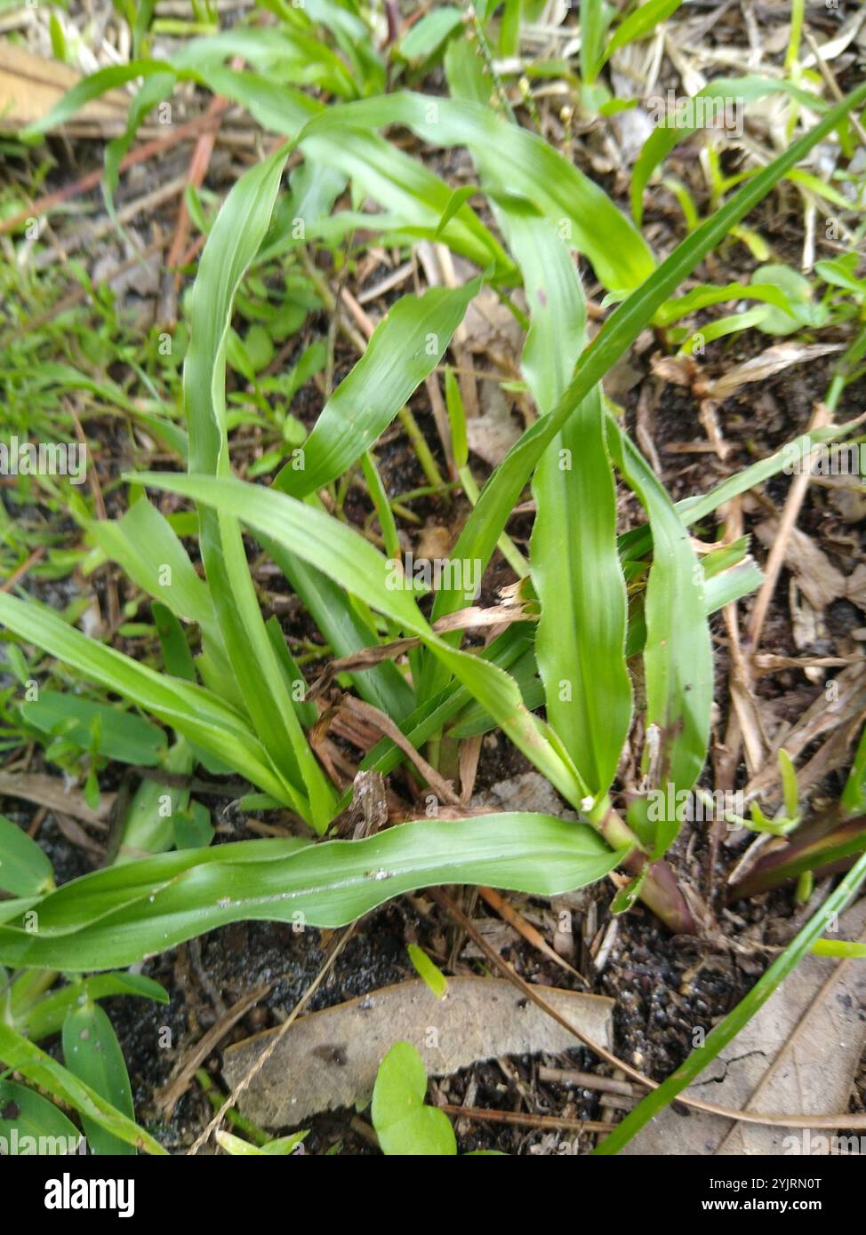 Thin Paspalum (Paspalum setaceum Stock Photo - Alamy