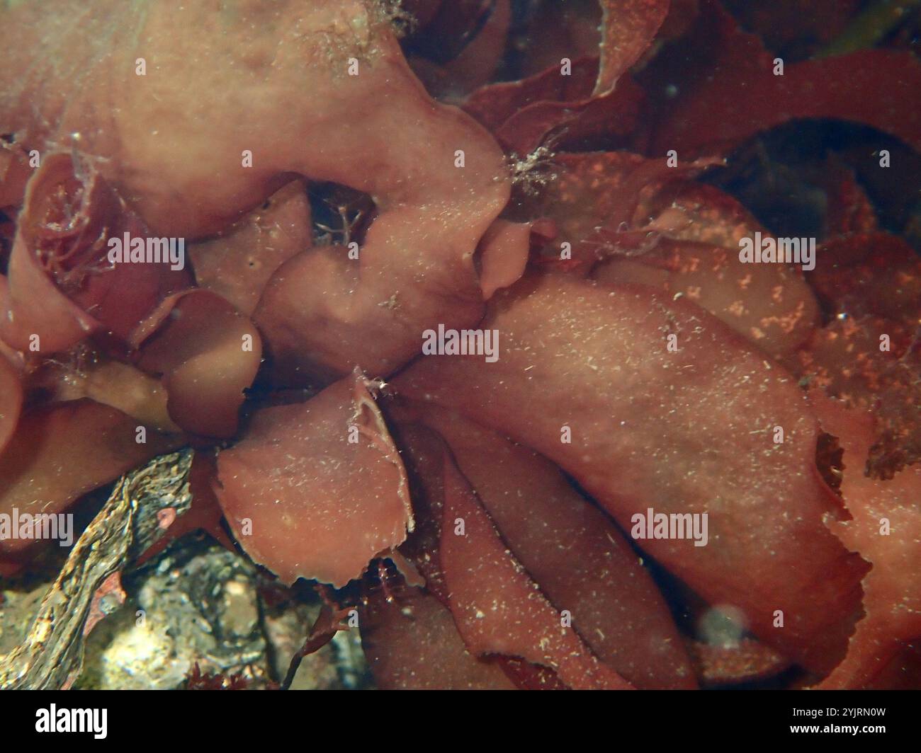 red algae (Rhodophyta Stock Photo - Alamy