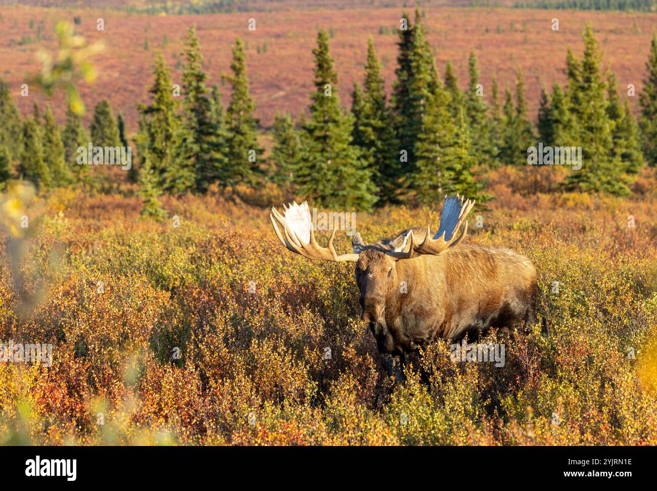Alaska Yukon bull Moose in Autumn in Denali national park Aalska Stock ...