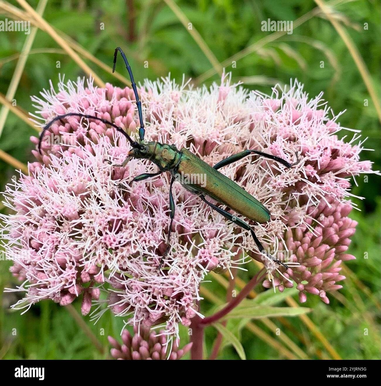 Musk beetle (Aromia moschata Stock Photo - Alamy