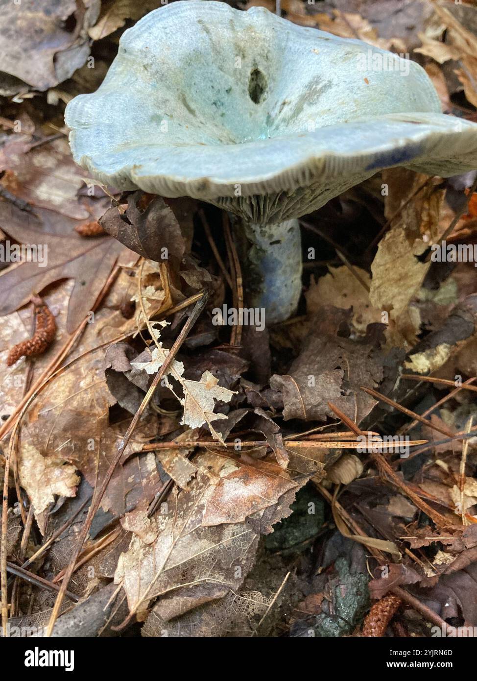 indigo milk cap (Lactarius indigo Stock Photo - Alamy