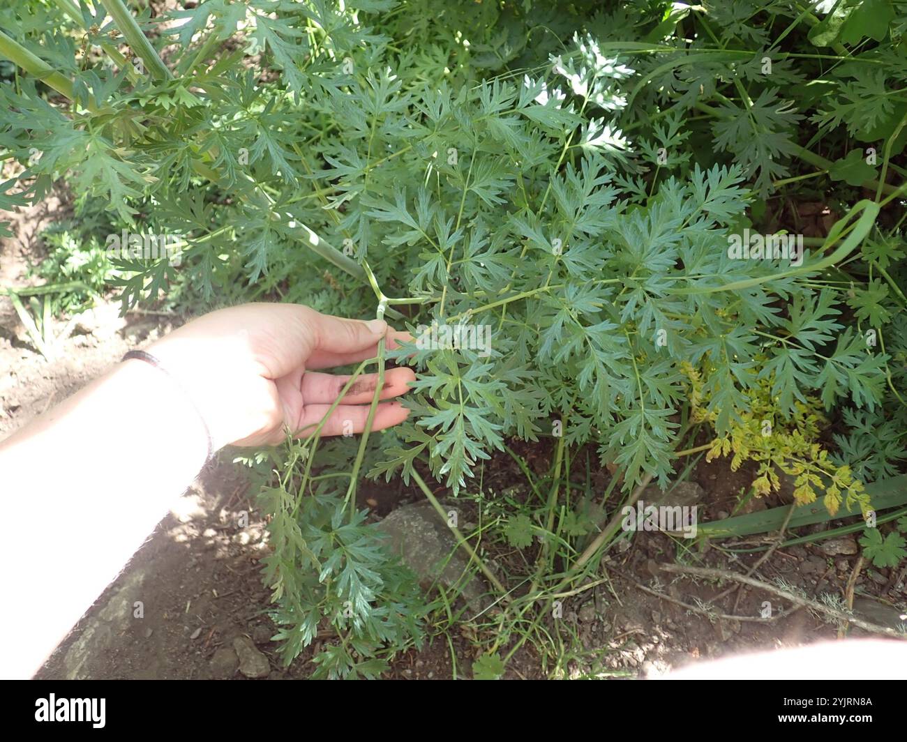 Fernleaf biscuitroot hi-res stock photography and images - Alamy