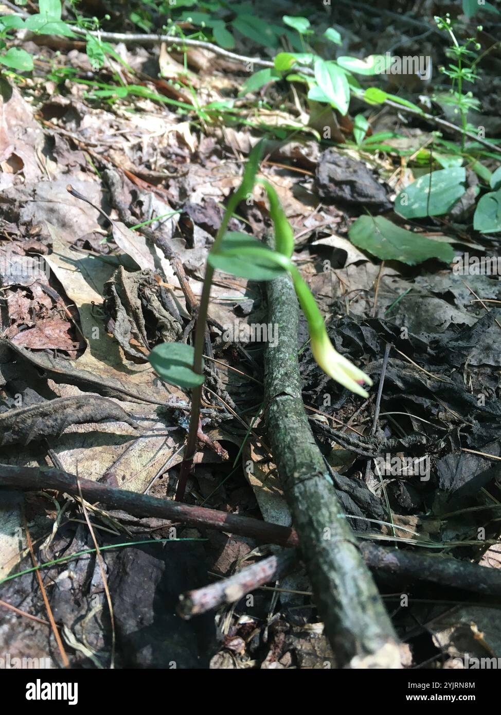 three birds orchid (Triphora trianthophoros Stock Photo - Alamy