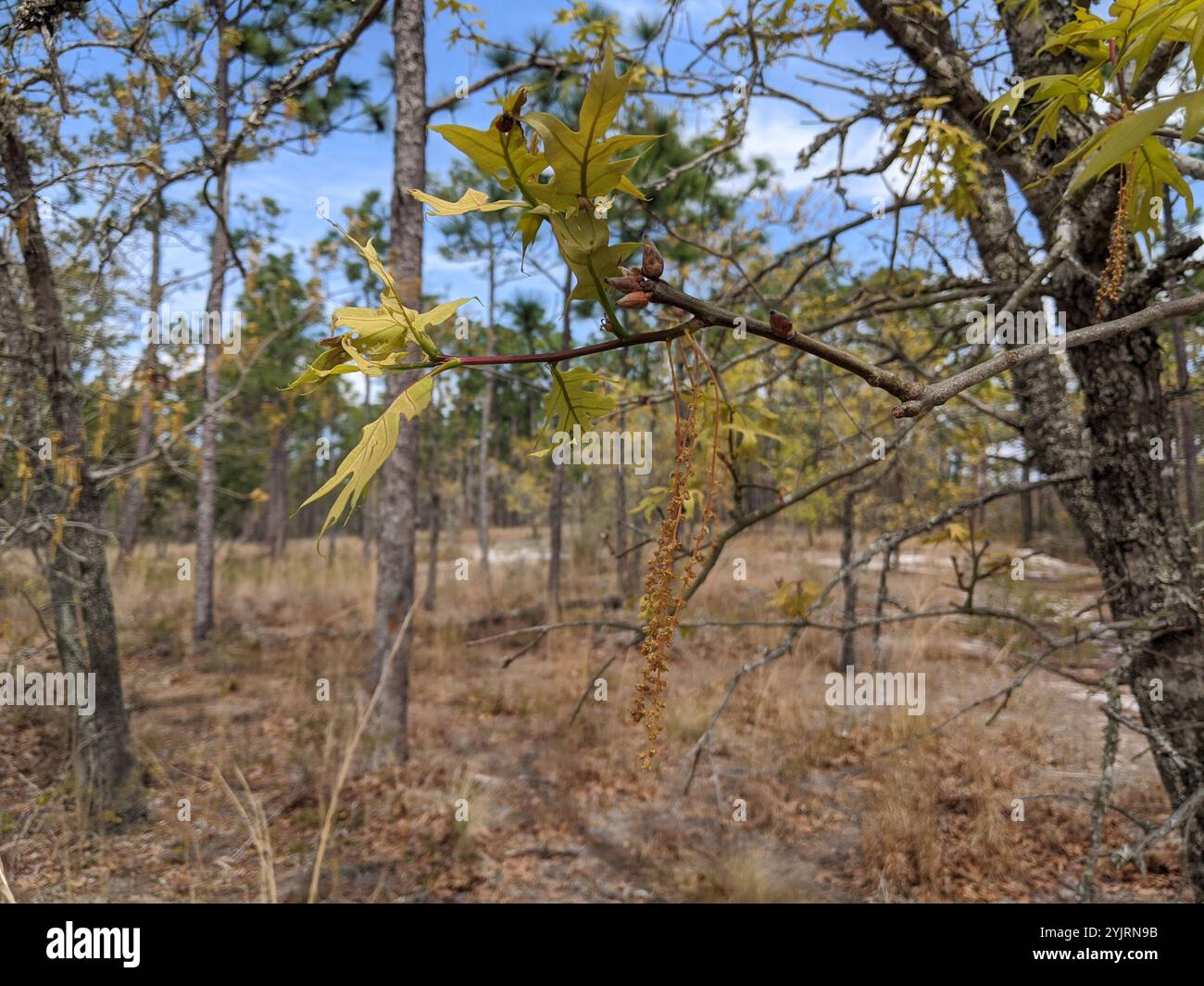 American turkey oak (Quercus laevis Stock Photo - Alamy