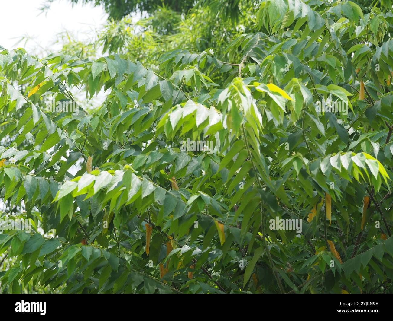 calabur tree (Muntingia calabura Stock Photo - Alamy