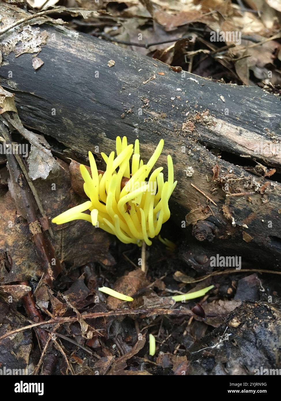 Golden Spindles (Clavulinopsis fusiformis Stock Photo - Alamy