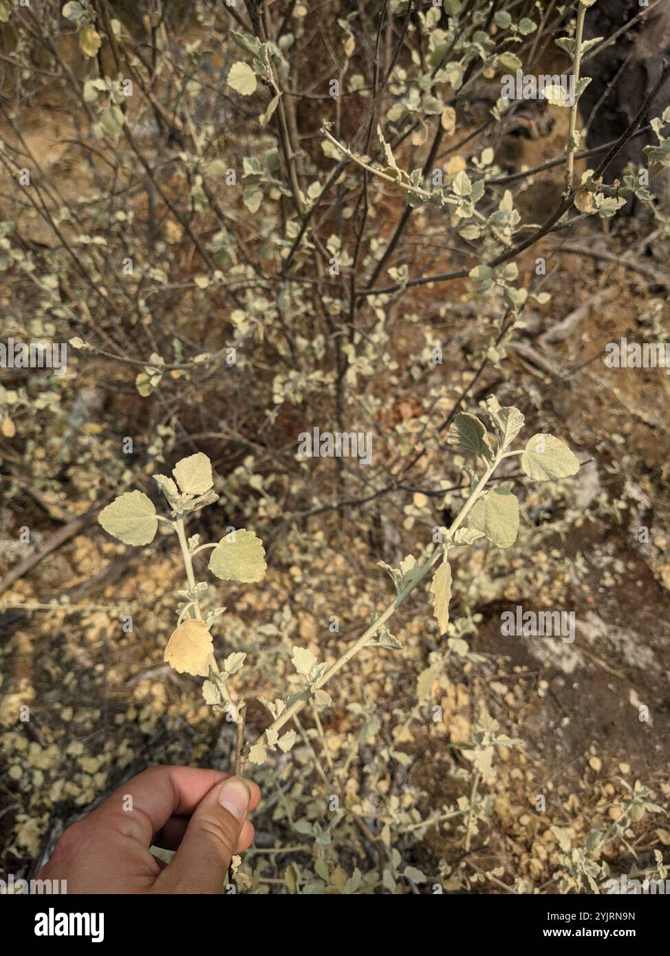 Jones's bushmallow (Malacothamnus jonesii jonesii Stock Photo - Alamy